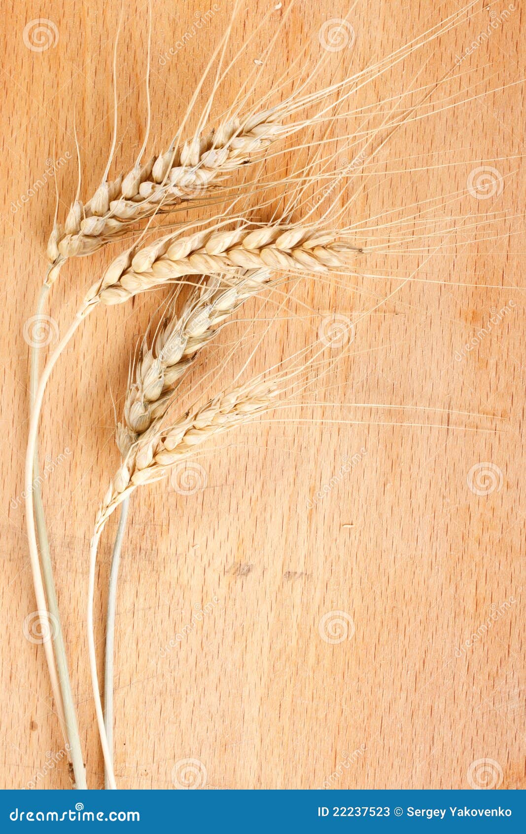 Image of Wheat on the Table Stock Image - Image of grow, gold: 22237523