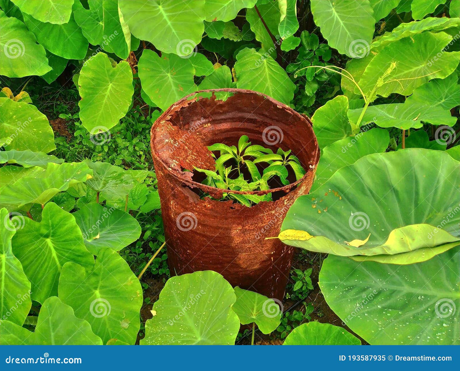 An Image of Taro Root Plants and in Center Mango Plant Stock Image ...