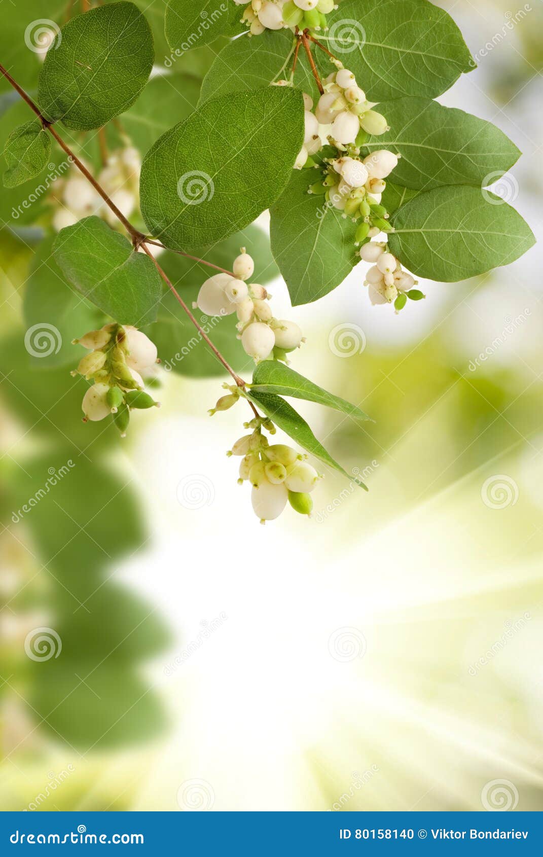 Image of White Berries on Tree Closeup Stock Photo - Image of leaf ...