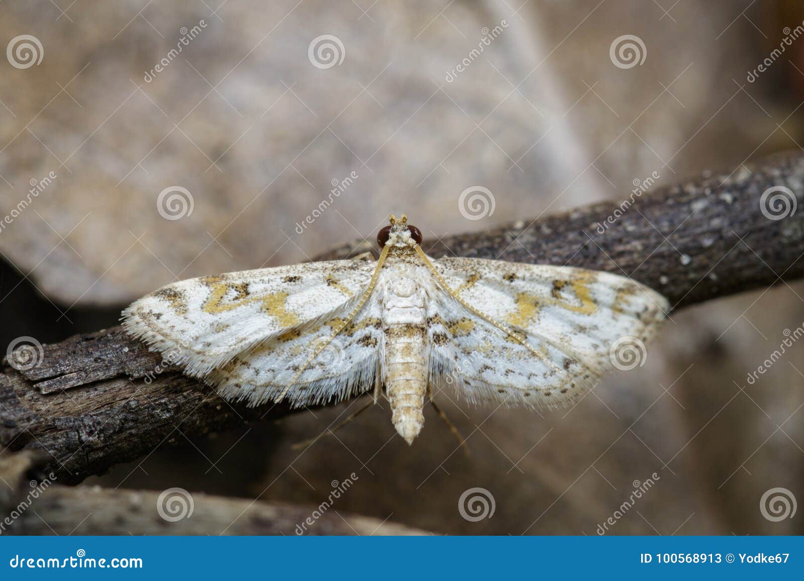 Image of White ButterflyMoth on Branch. Insect Stock Image - Image of ...