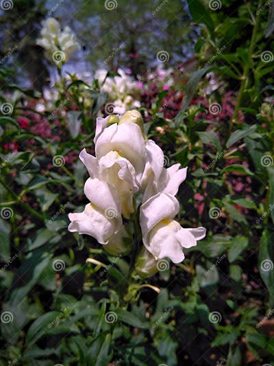 Image of White Dragon Flower Stock Photo - Image of lilac, dragon ...