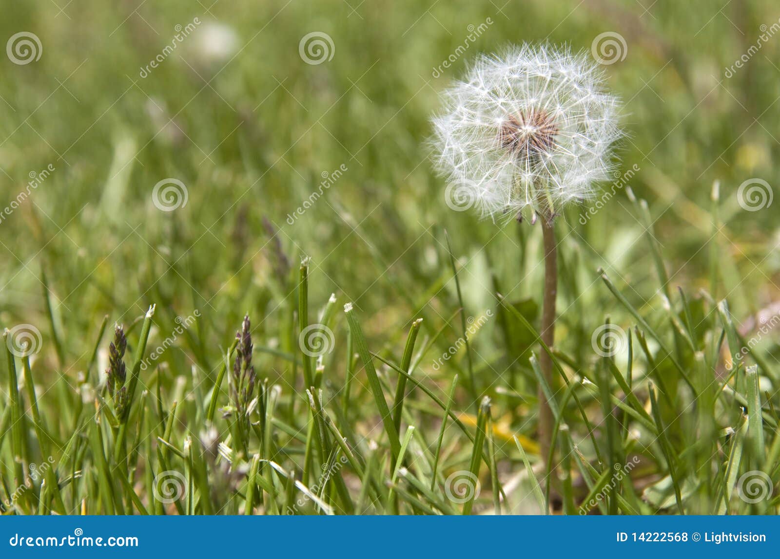 Image of White Dry Dandelion Closeup on Grass Stock Photo - Image of ...