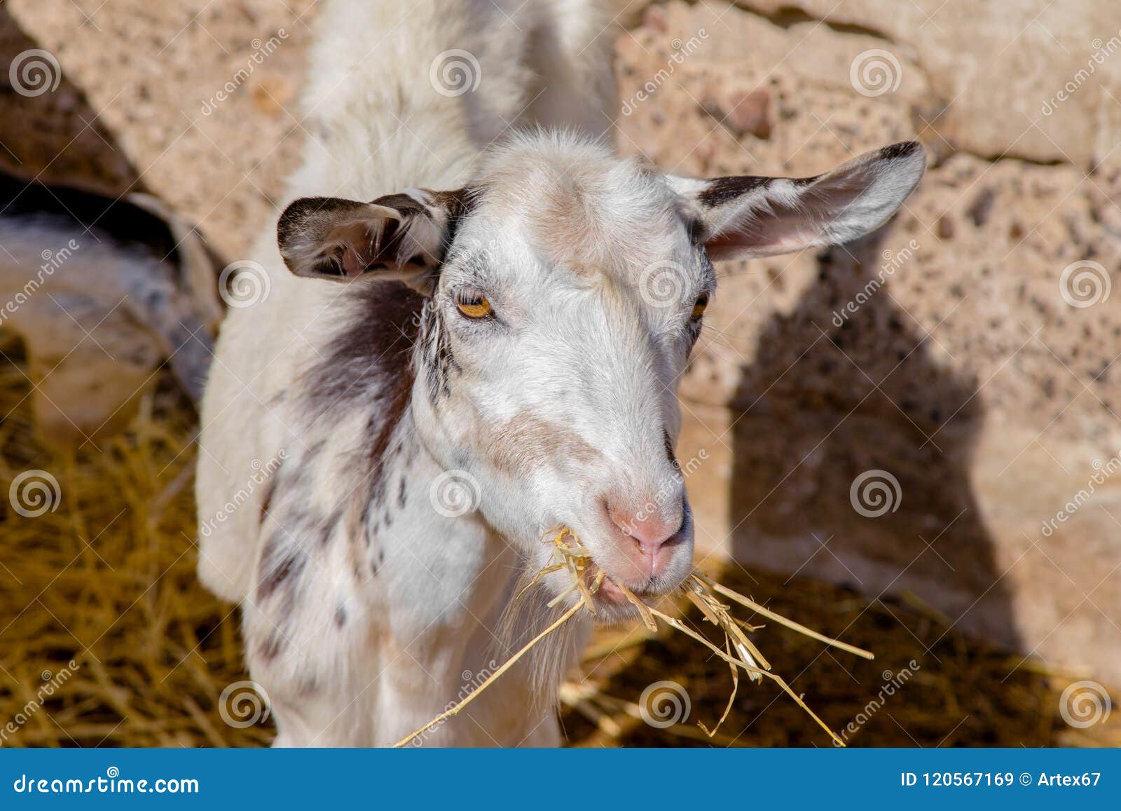 White Goat Chewing a Yellow Straw Stock Image - Image of close, kherson ...