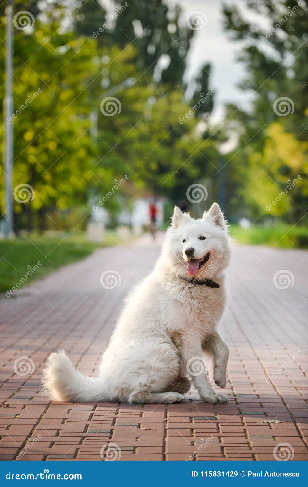 A Beautiful White Samoyed with a Clean White Fur. Stock Image - Image ...