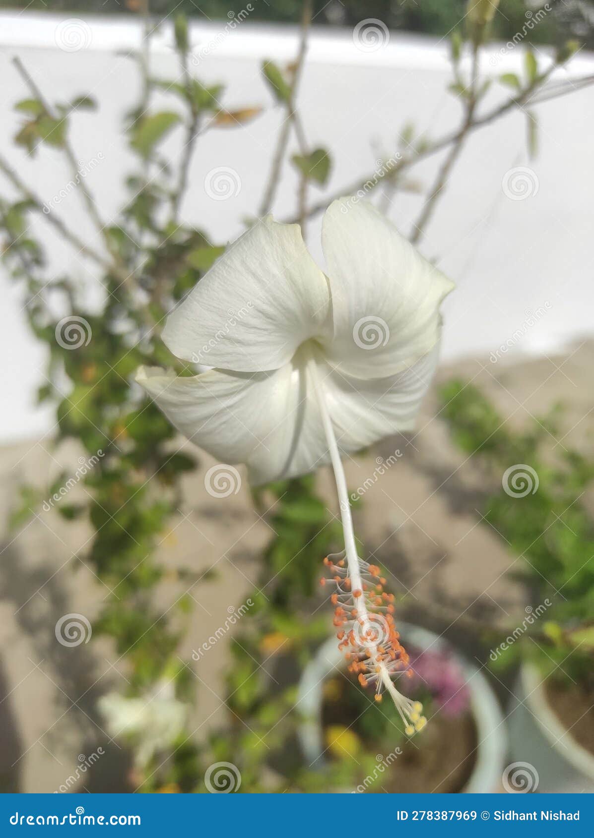 Image of White Gudhal Flower with Green Leaves Stock Image - Image of ...