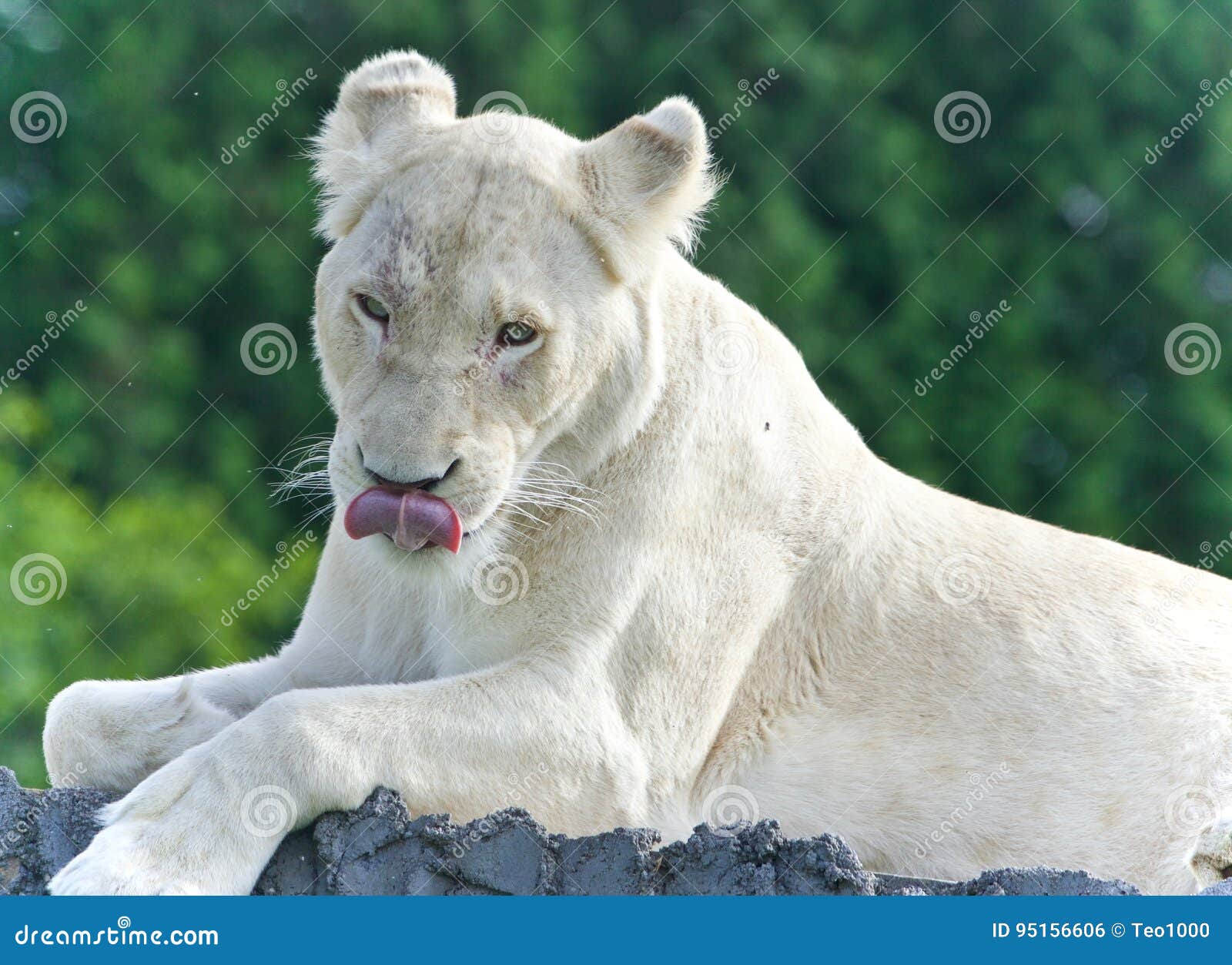 Image of a White Lion Looking at Camera in a Field Stock Photo - Image ...