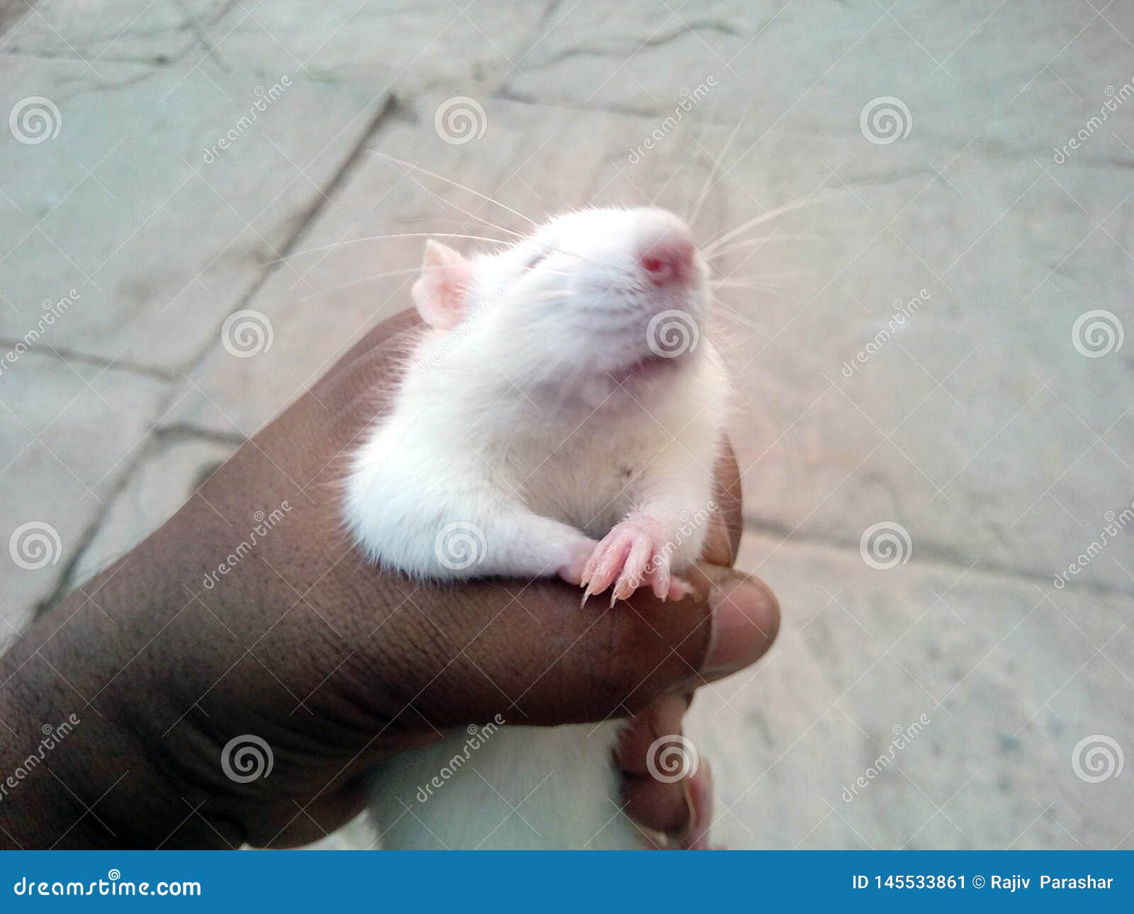 This is the Image of White Mouse Which is Sitting on Head Stock Image ...