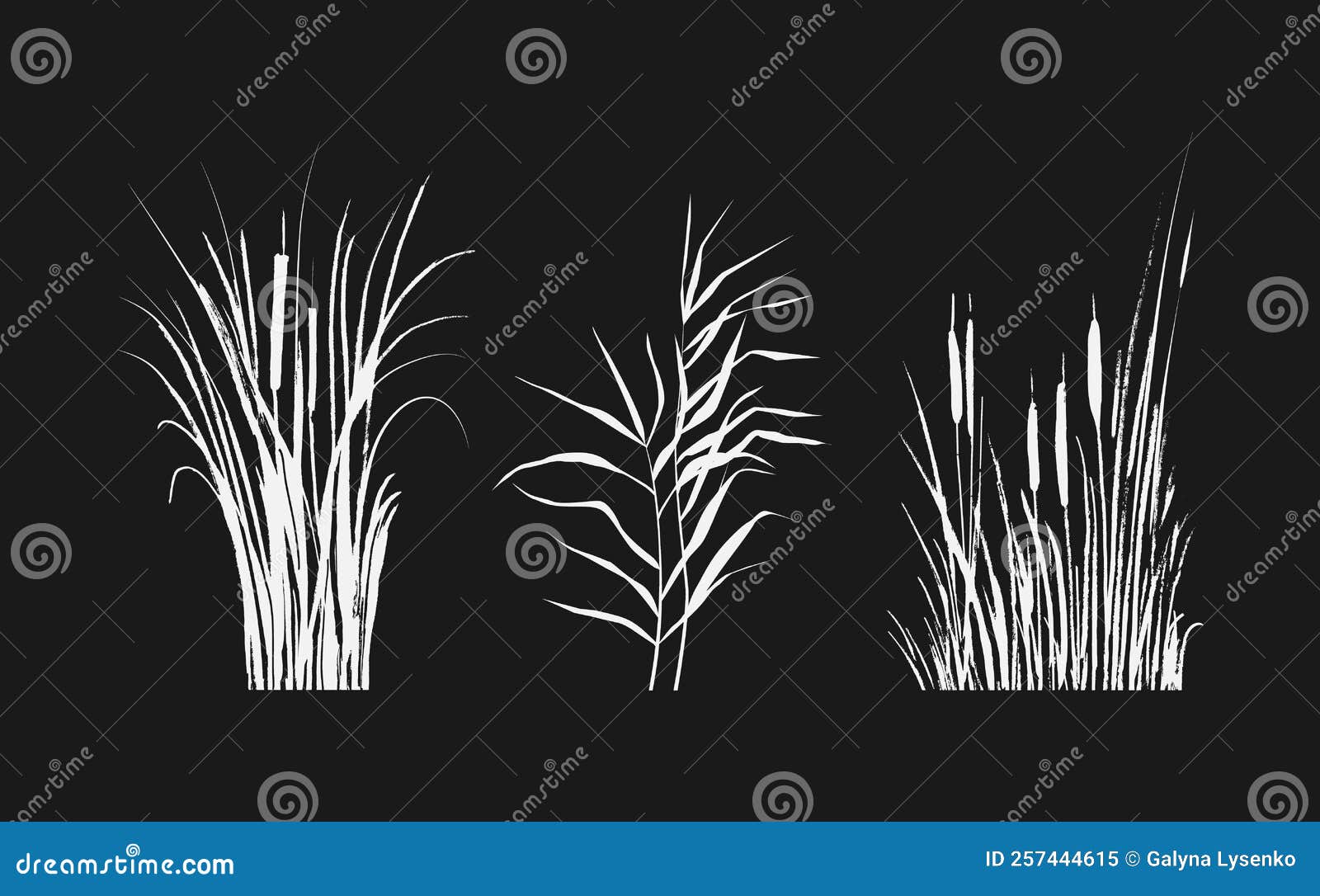 Image of a White Reed or Bulrush on a Black Background.Isolated Vector ...