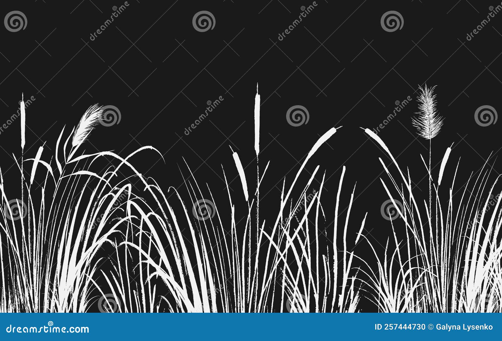 Image of a White Reed or Bulrush on a Black Background.Isolated Vector ...