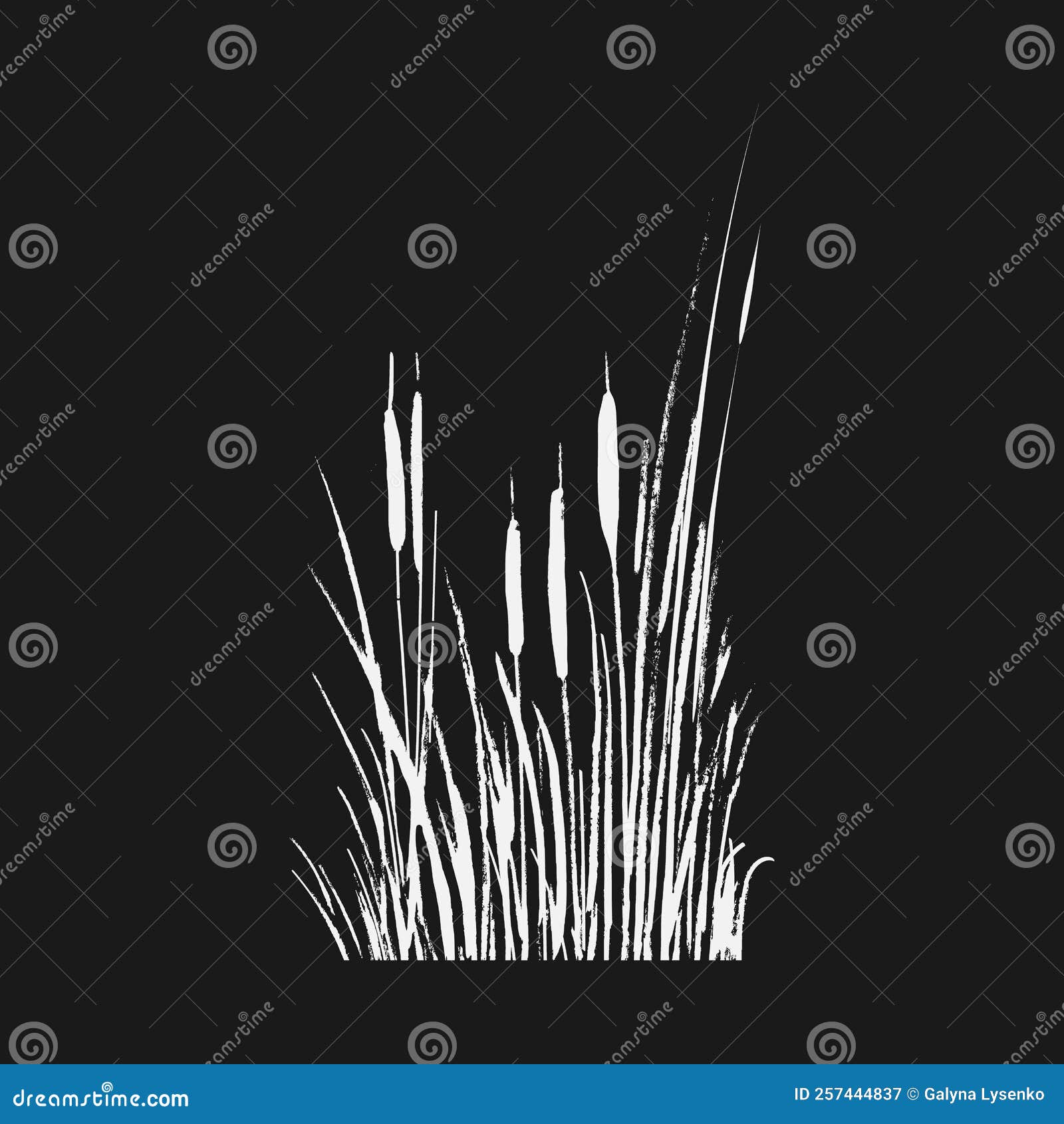 Image of a White Reed or Bulrush on a Black Background.Isolated Vector ...