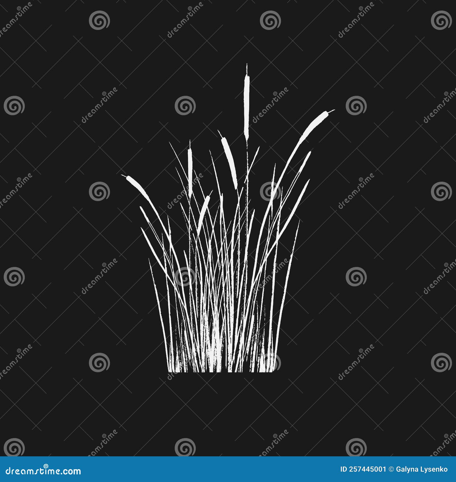 Image of a White Reed or Bulrush on a Black Background.Isolated Vector ...