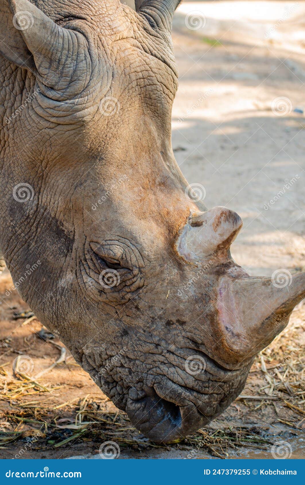 Image of White Rhinoceros stock image. Image of ceratotherium - 247379255