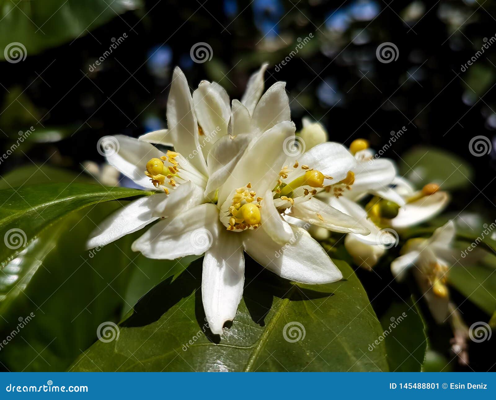 Image of White Spring Flowers of Orange Tree Stock Image - Image of ...