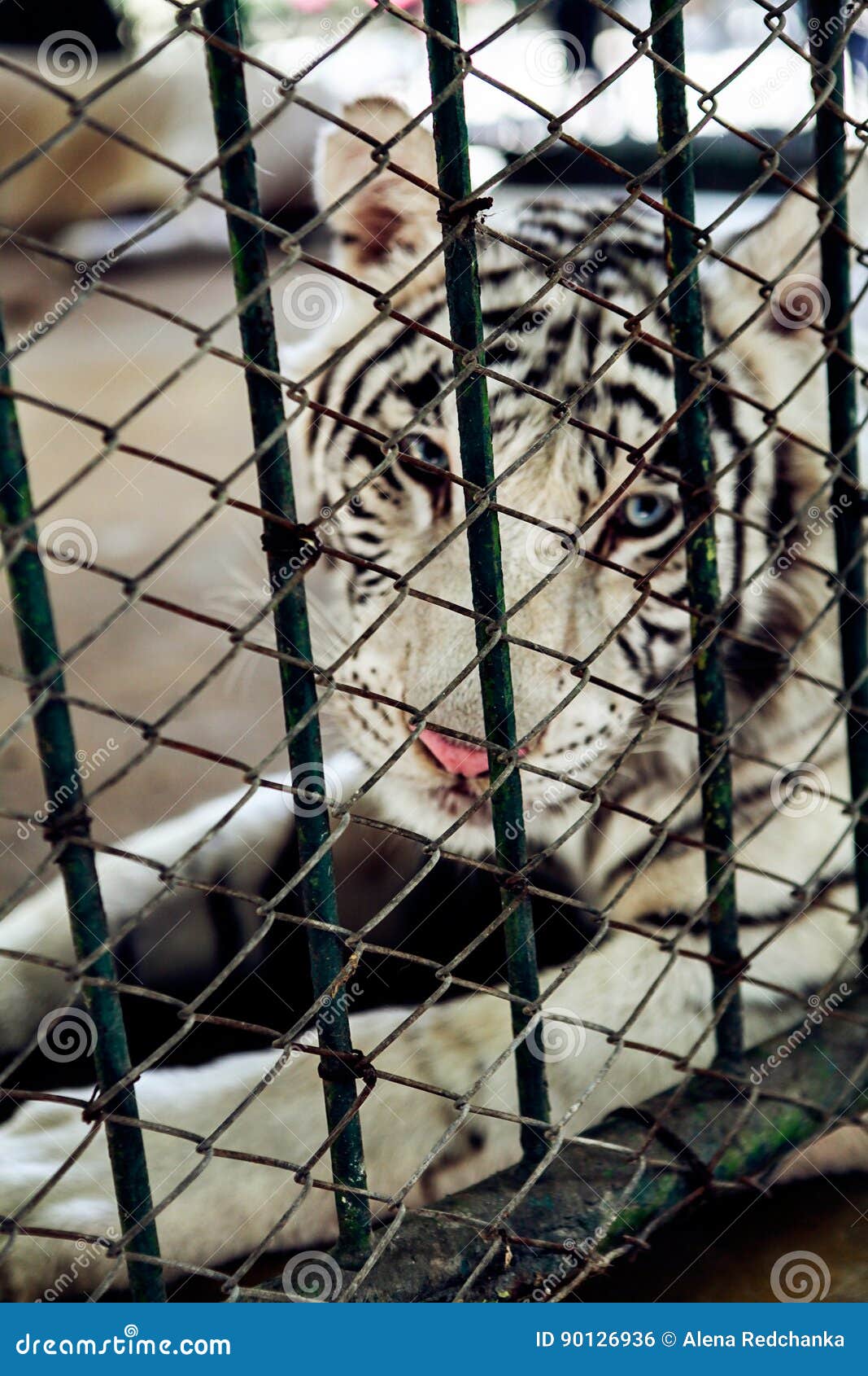 Image of a White Tiger in the Cage. Wild Animals. Stock Photo - Image ...