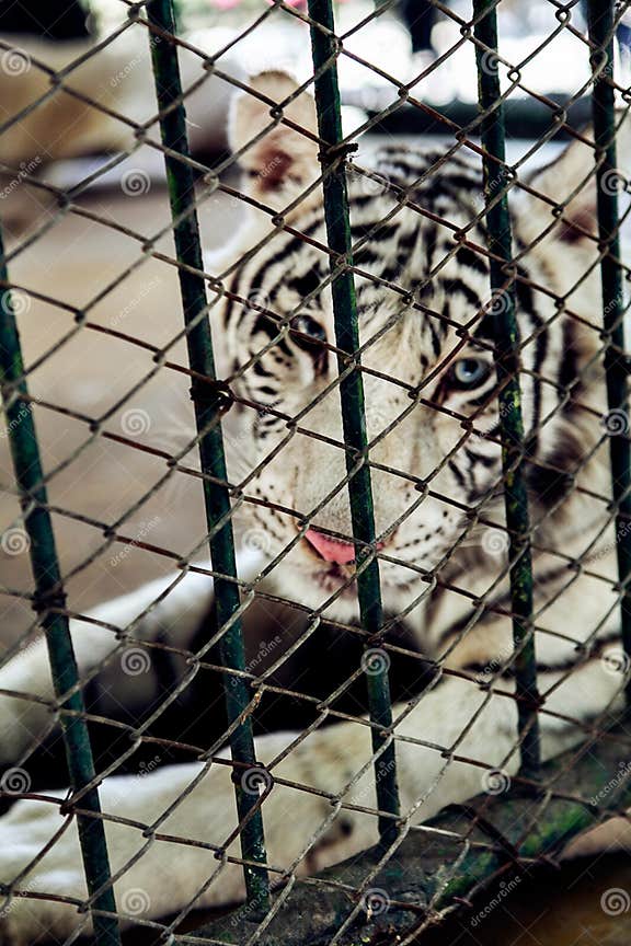 Image of a White Tiger in the Cage. Wild Animals. Stock Photo - Image ...