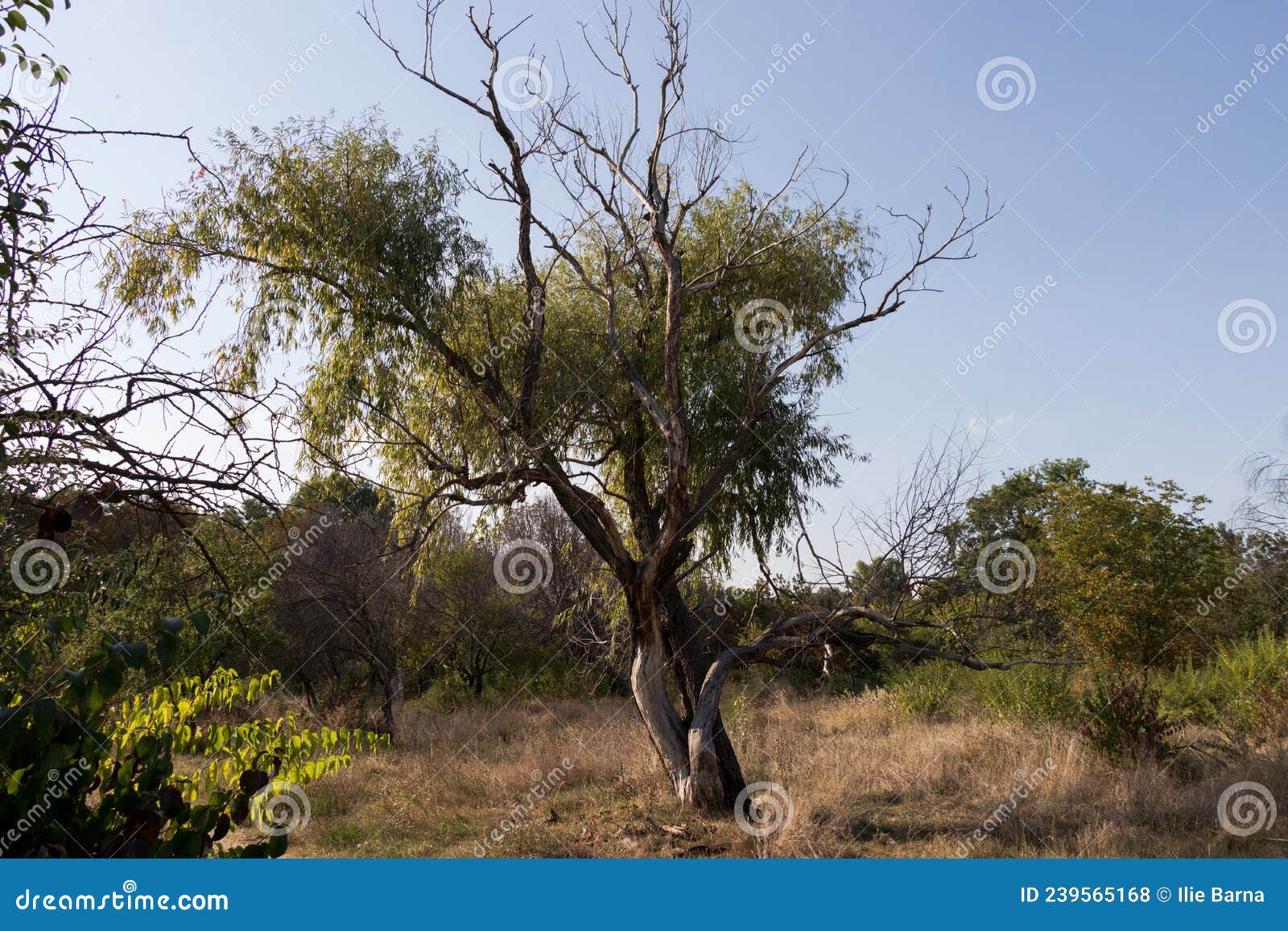 Picture of a Withering Tree Stock Photo - Image of whiterhing, meadow ...