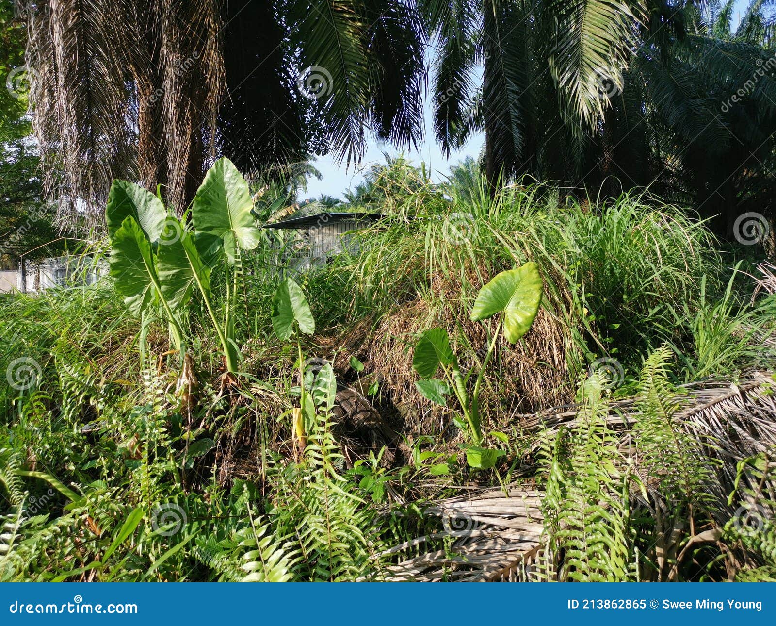 Wild Alocasia Elephant Ear Leaf Plant Stock Image - Image of growth ...