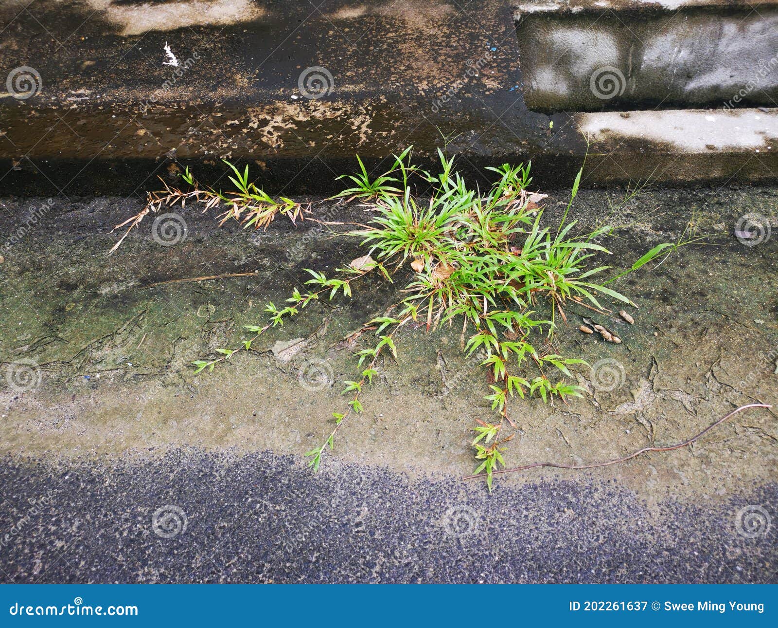 Wild Axonopus Compressus Grass Grows By The Roadside. Stock Photo ...