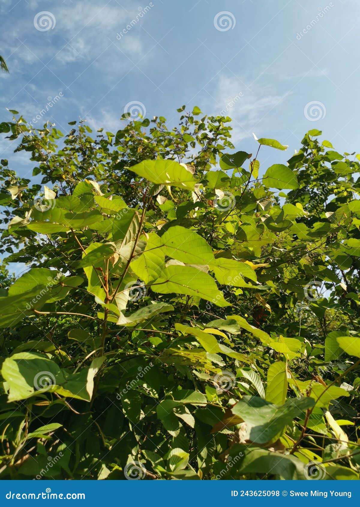 Wild Chinese Parasol Tree with Tiny Flora Stock Photo - Image of ...