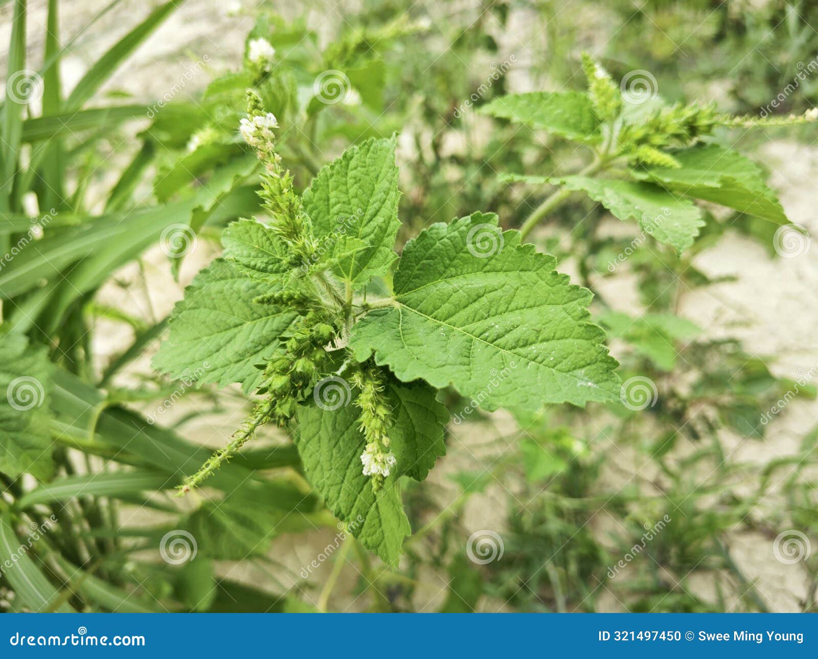 Croton Hirtus the Wild Hairy Weed Plants. Stock Photo - Image of ...
