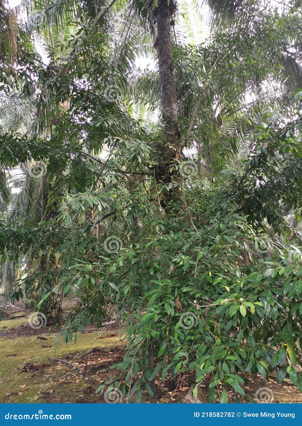 Wild Ficus Microcarpa Tree Sprouting Out from the Palm Tree Trunk ...
