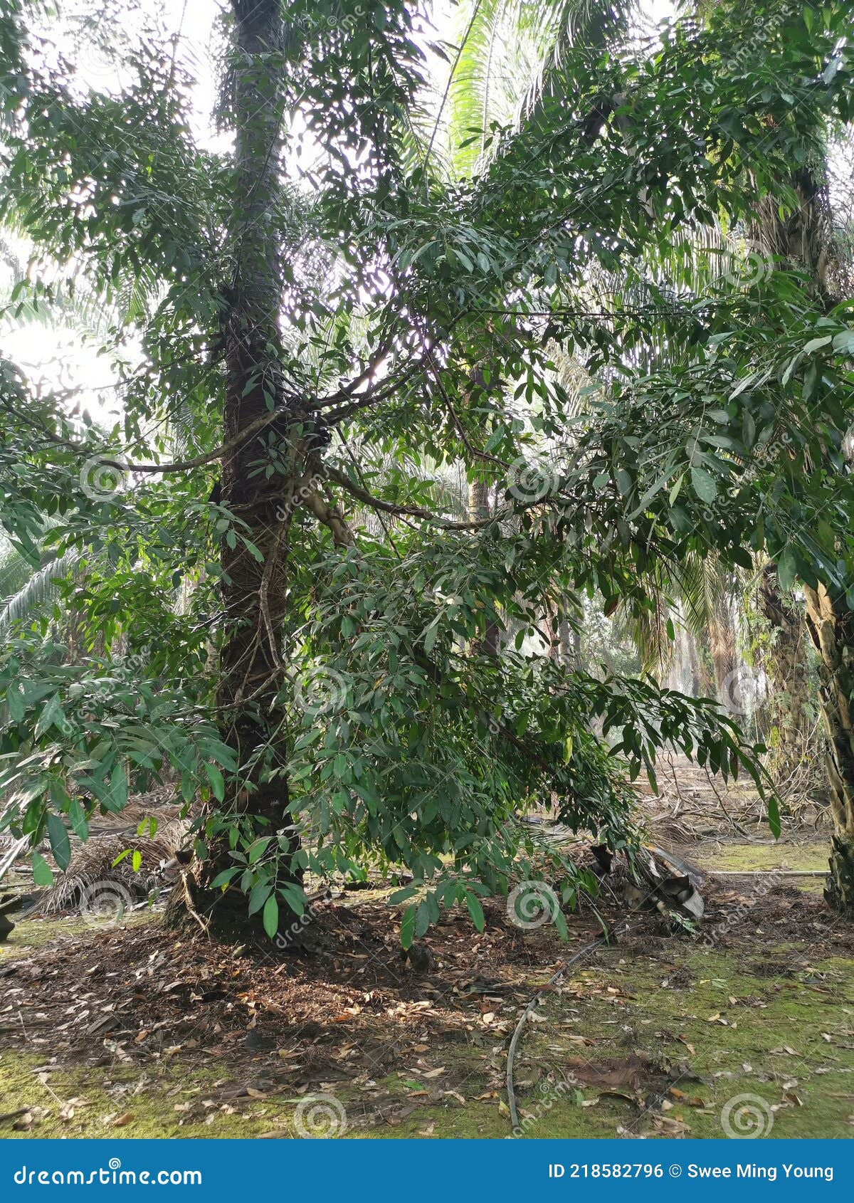Wild Ficus Microcarpa Tree Sprouting Out from the Palm Tree Trunk ...