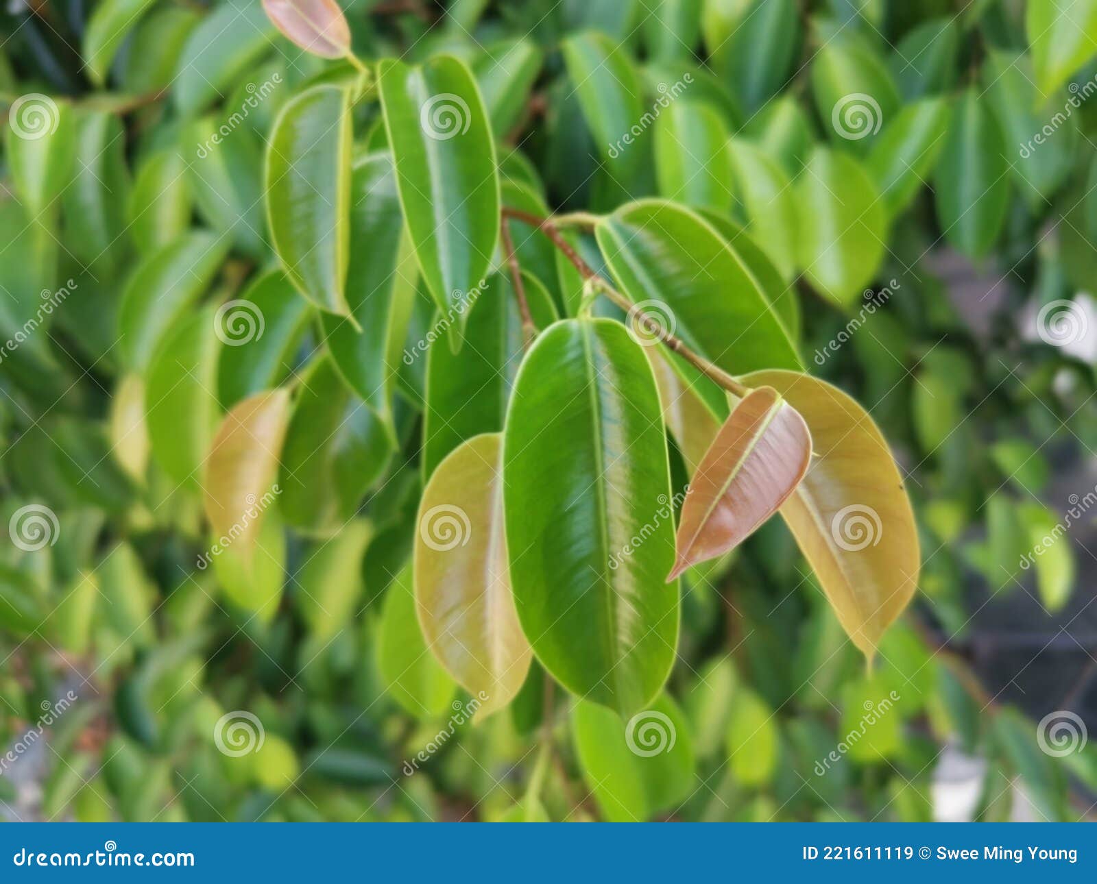 Wild Green Ficus Benjamina Growing by the Roadside Stock Image - Image ...