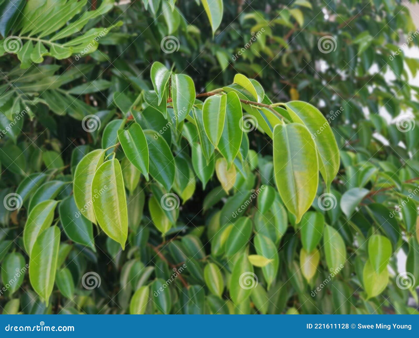 Wild Green Ficus Benjamina Growing by the Roadside Stock Photo - Image ...