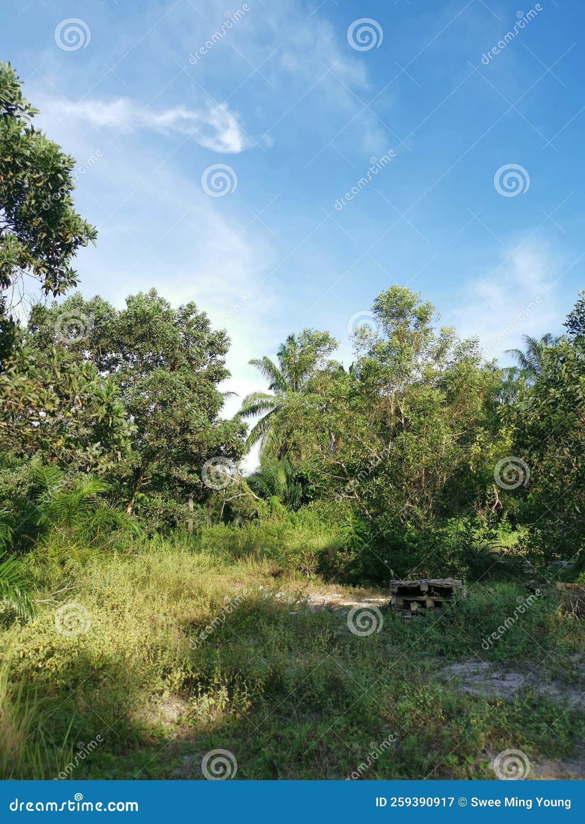 Wild Green Vegetation at the Uncultivated Land. Stock Image - Image of ...