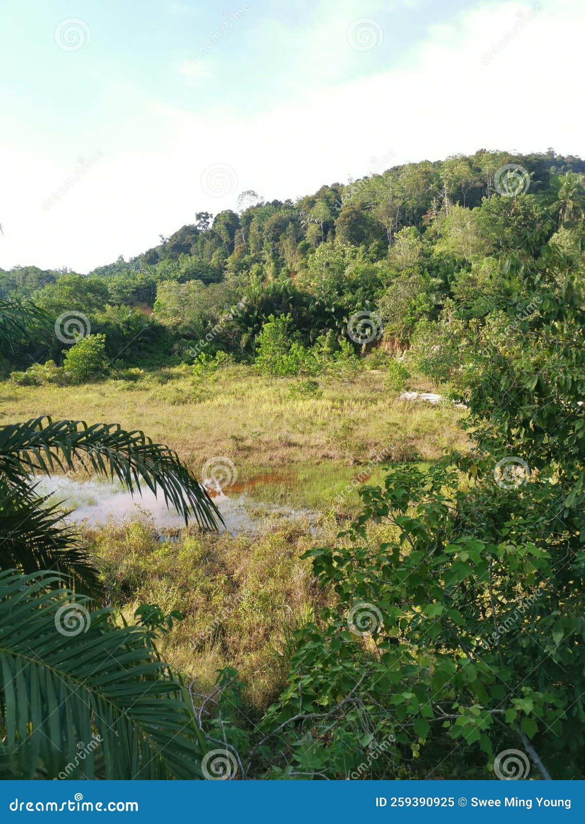 Wild Green Vegetation at the Uncultivated Land. Stock Image - Image of ...