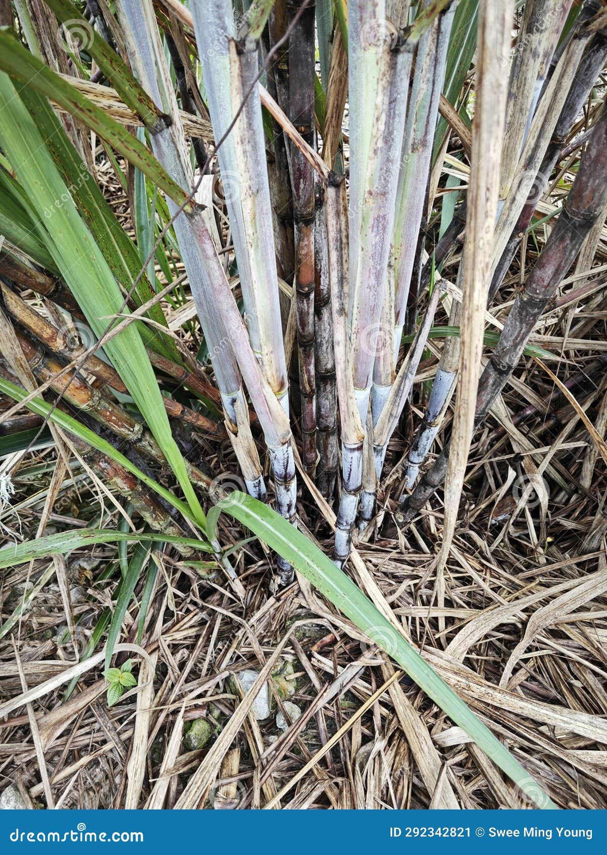 Wild Meadow of the Saccharum Sinense Sugar Cane. Stock Image - Image of ...