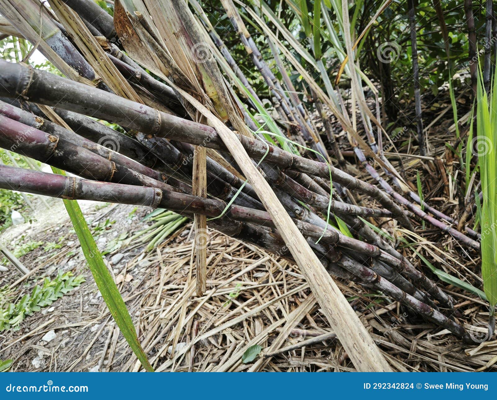 Wild Meadow of the Saccharum Sinense Sugar Cane. Stock Photo - Image of ...