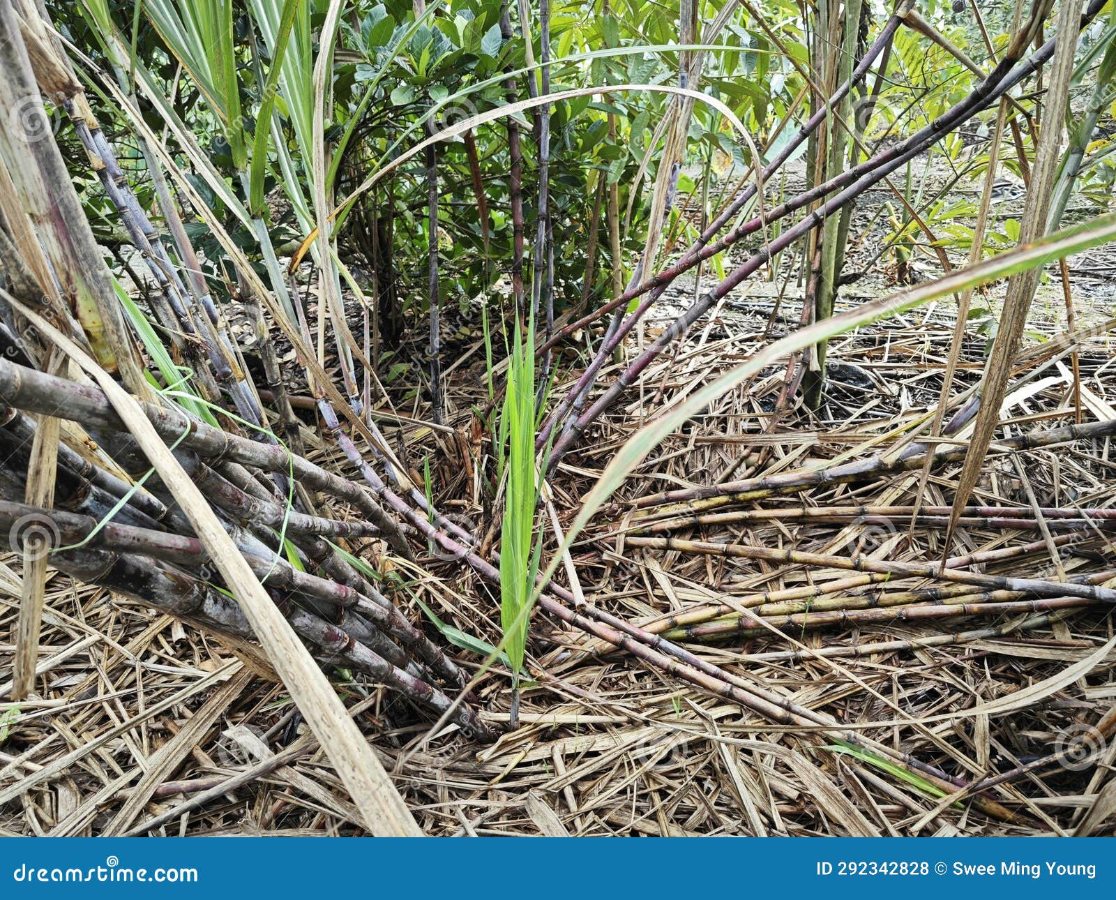 Wild Meadow of the Saccharum Sinense Sugar Cane. Stock Photo - Image of ...