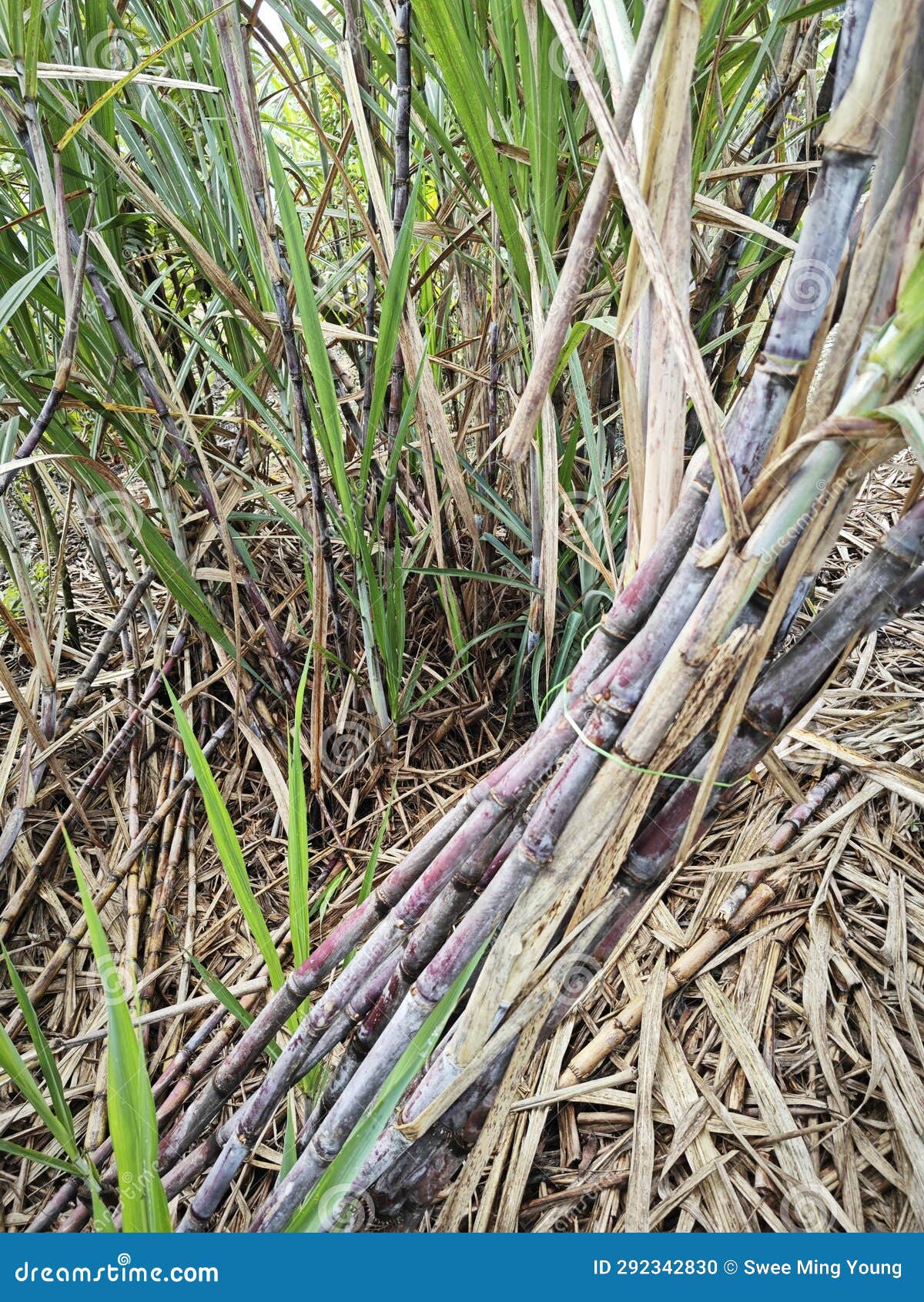 Wild Meadow of the Saccharum Sinense Sugar Cane. Stock Photo - Image of ...
