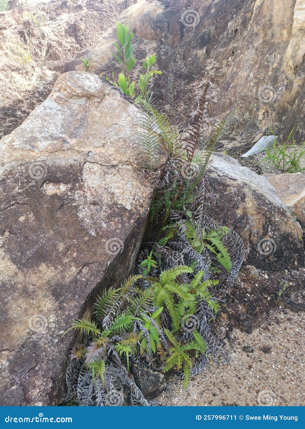 Wild Pityrogramma Calomelanos Fern Growing Besides the Boulder. Stock ...