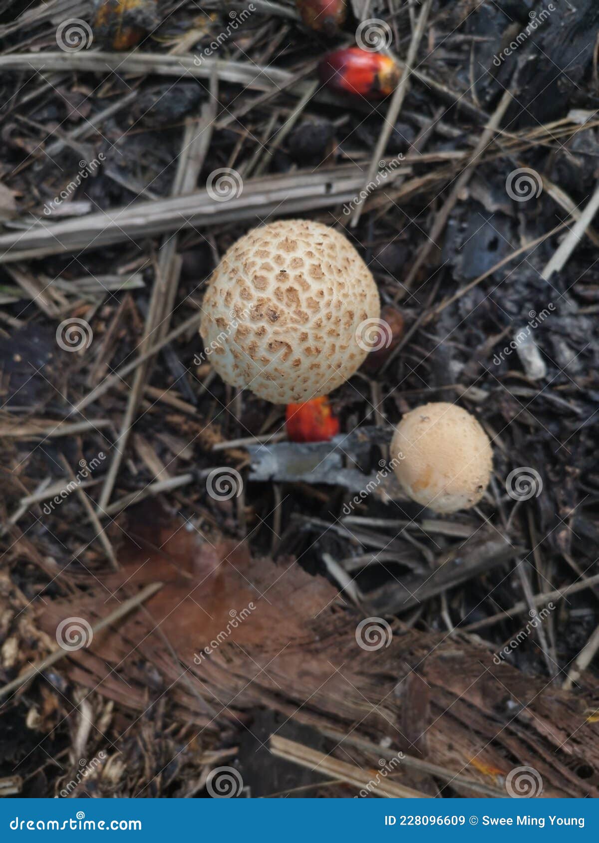 Wild Poisonous Stinking Dapperling Mushroom Stock Image - Image of ...