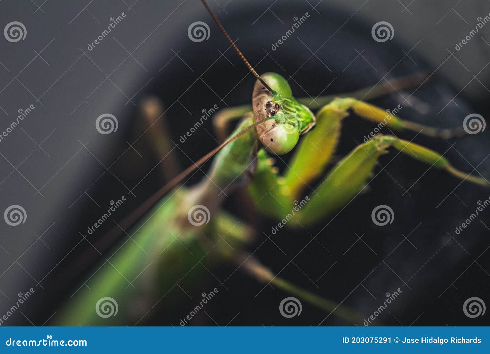 Wild Praying Mantis Resting on a Car Stock Image - Image of beautiful ...