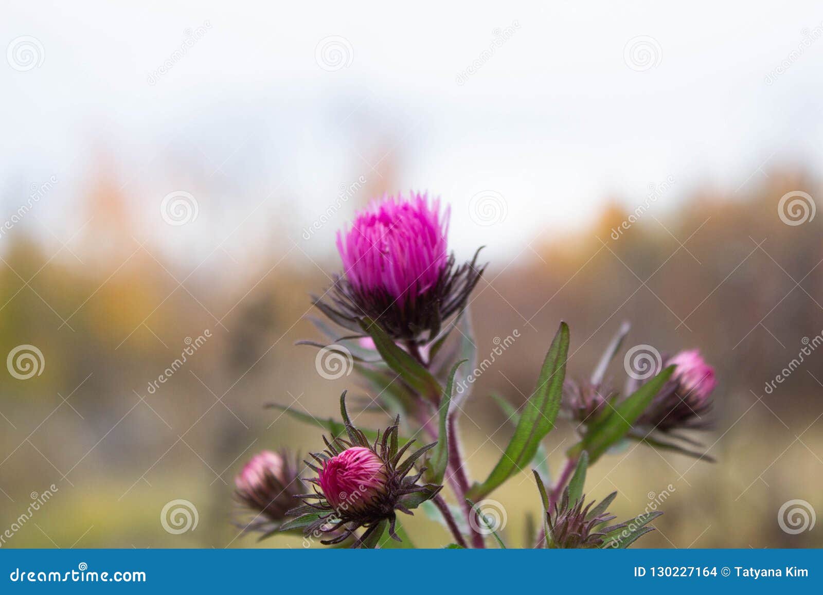 An Image of a Wild Scottish Thistle. a Thistle Flower on a Background ...