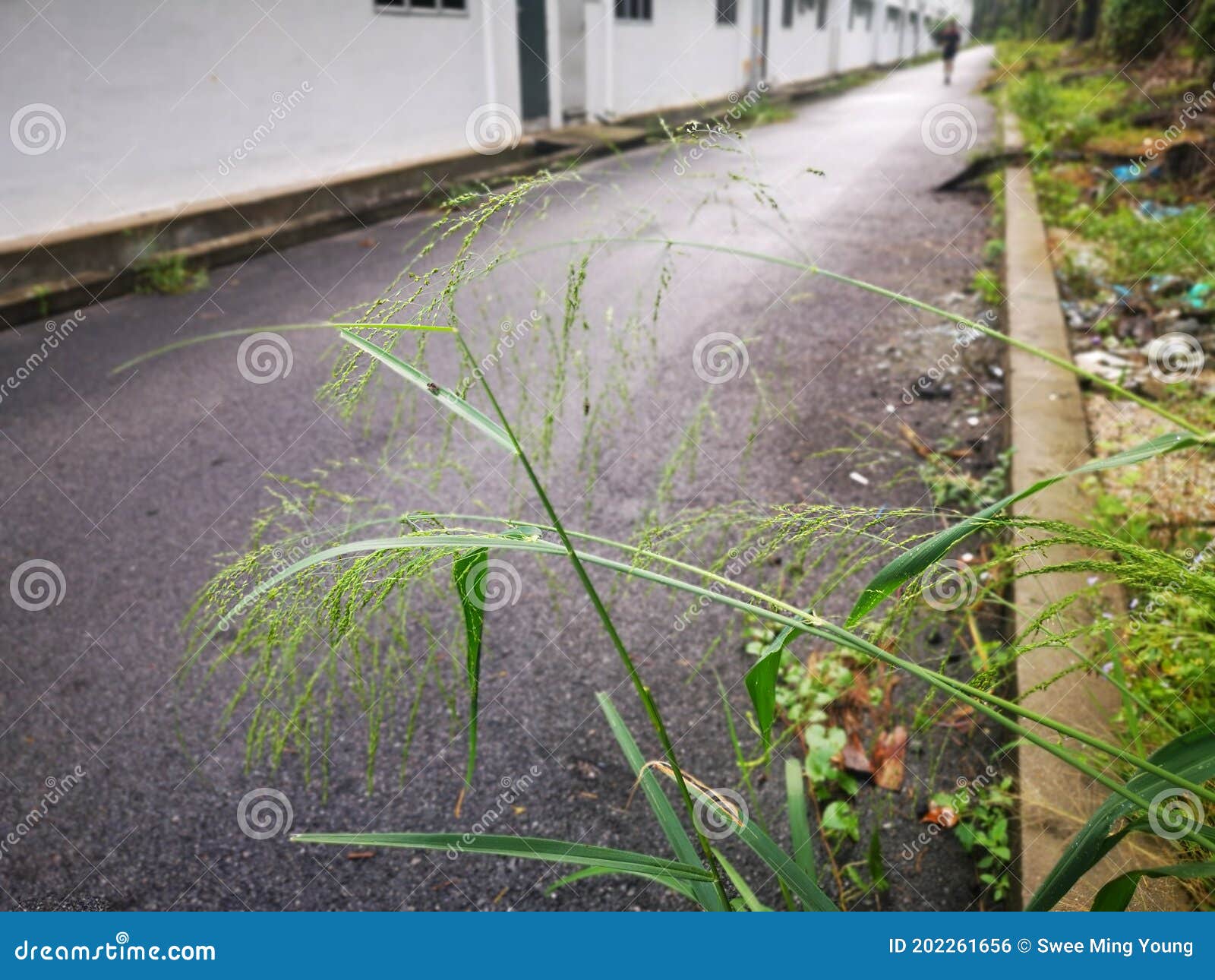 Wild Single Cluster of Bunchgrass Growing by the Roadside. Stock Photo ...