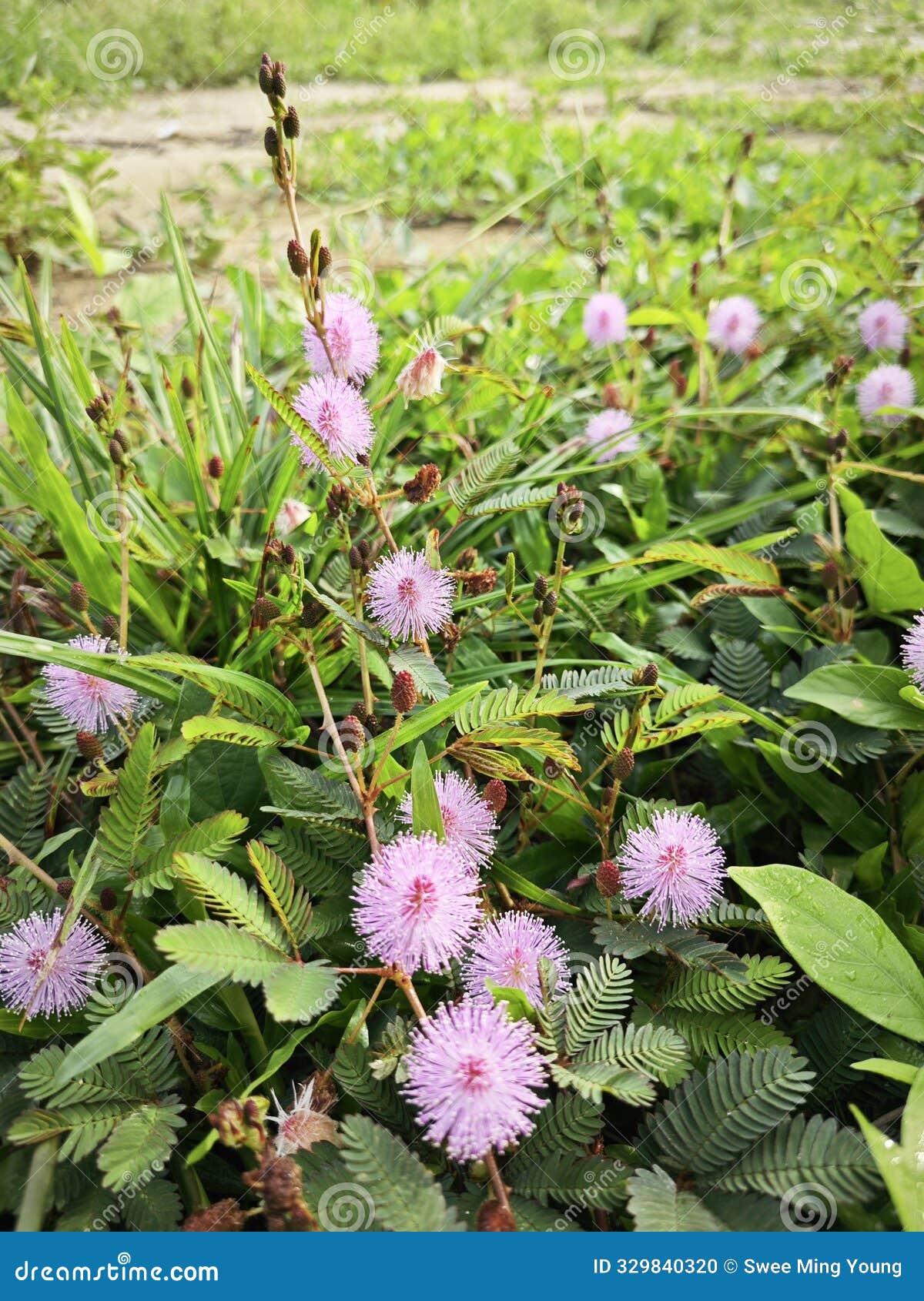 Wild Sprouting Mimosa Pudica Weed Flowers at the Meadow. Stock Photo ...