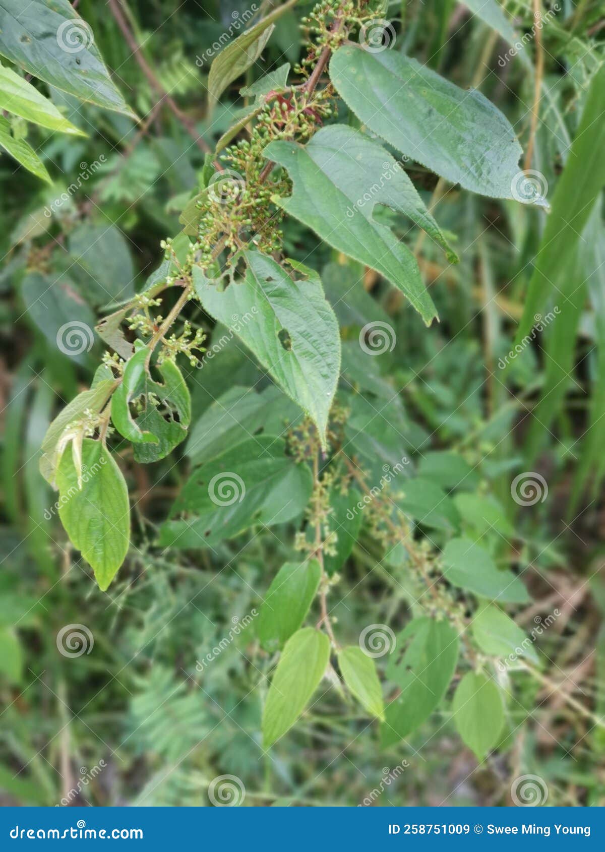 Wild Trema Orientalis Tree Plant in the Forest Stock Image - Image of ...