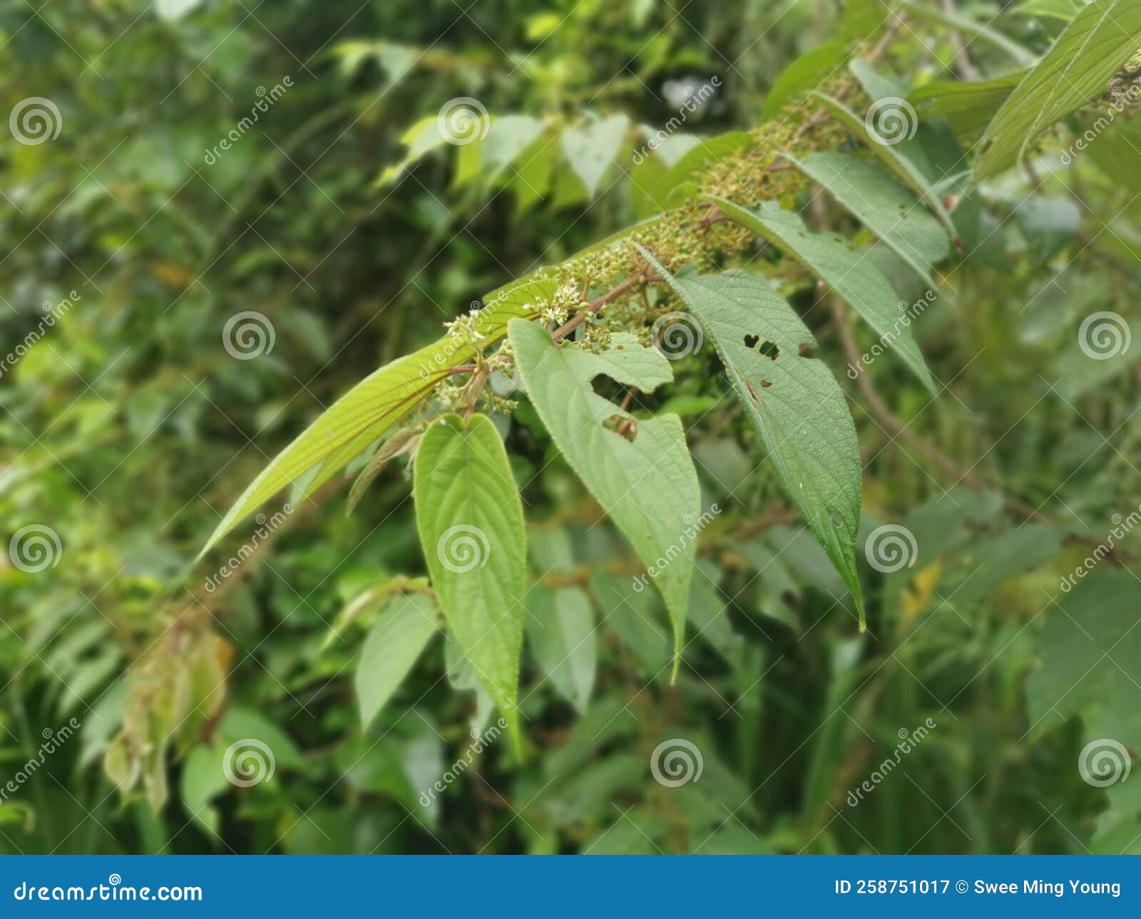 Wild Trema Orientalis Tree Plant in the Forest Stock Image - Image of ...