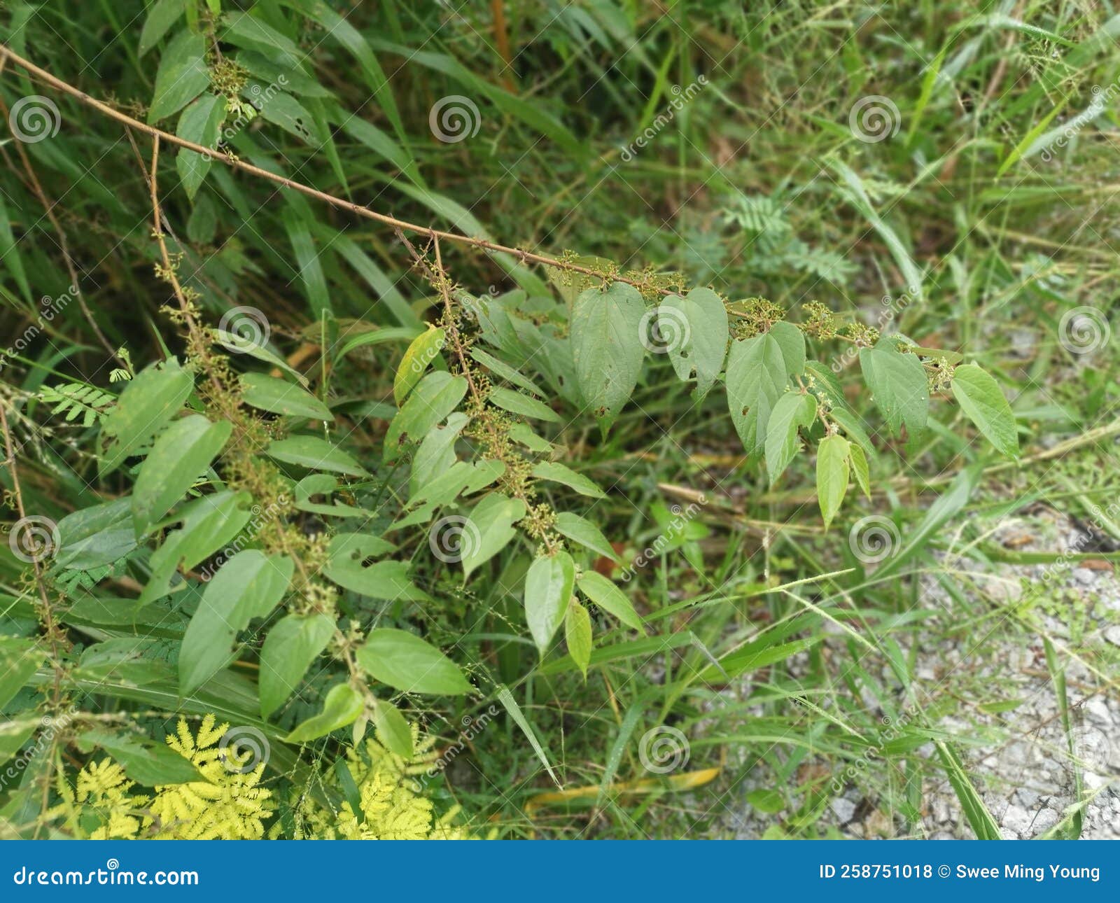 Wild Trema Orientalis Tree Plant in the Forest Stock Photo - Image of ...