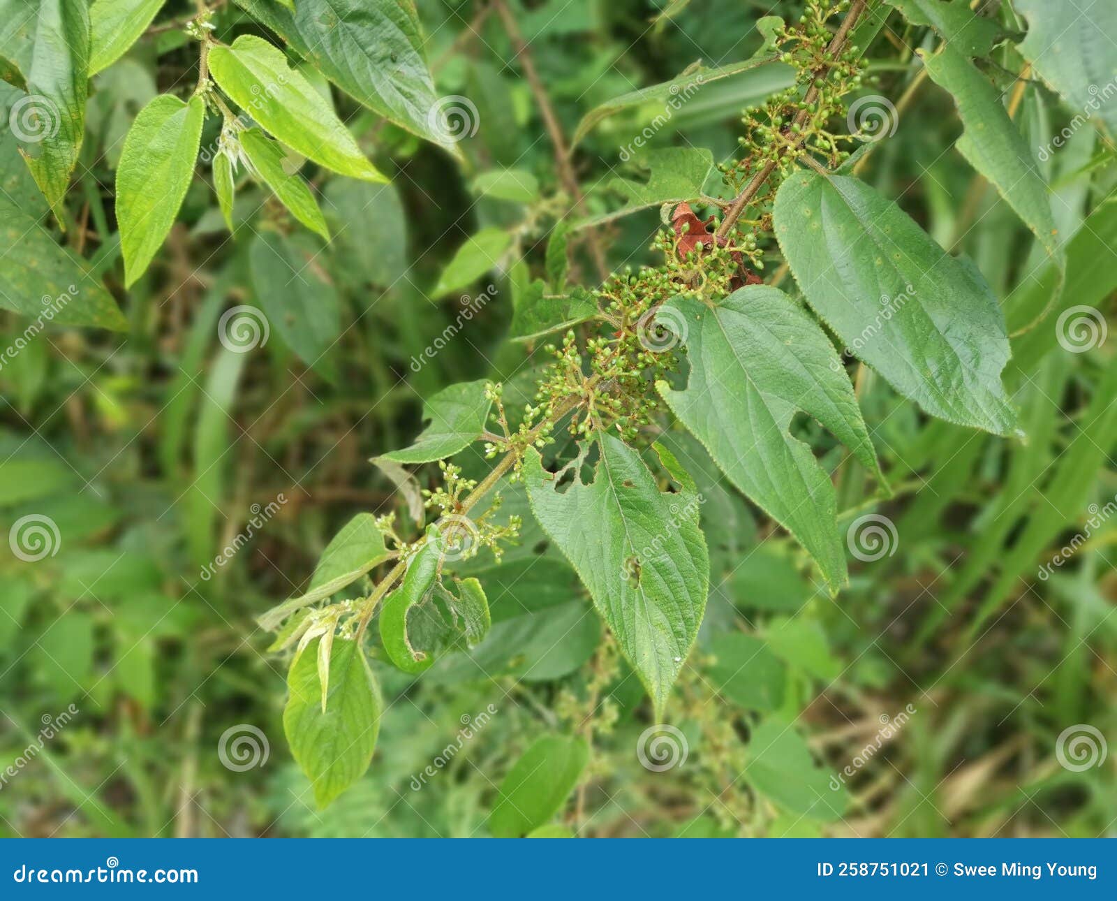 Wild Trema Orientalis Tree Plant in the Forest Stock Image - Image of ...