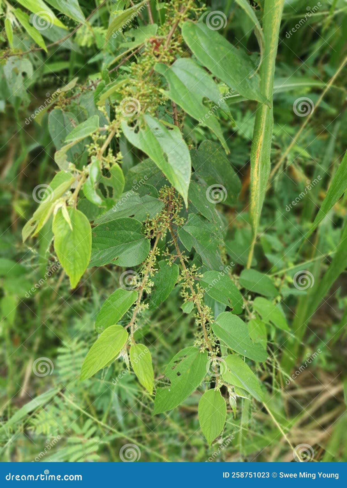 Wild Trema Orientalis Tree Plant in the Forest Stock Image - Image of ...