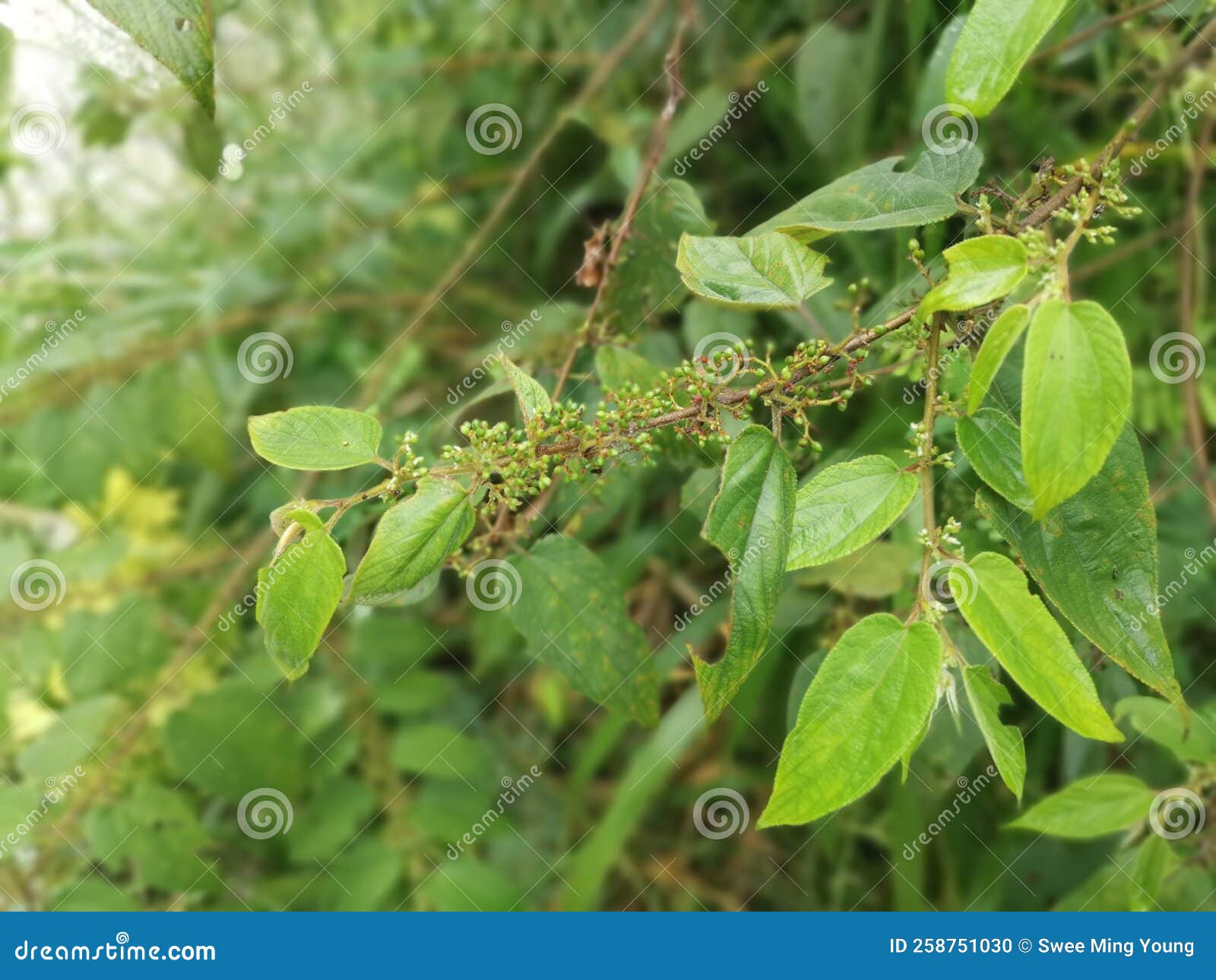 Wild Trema Orientalis Tree Plant in the Forest Stock Photo - Image of ...