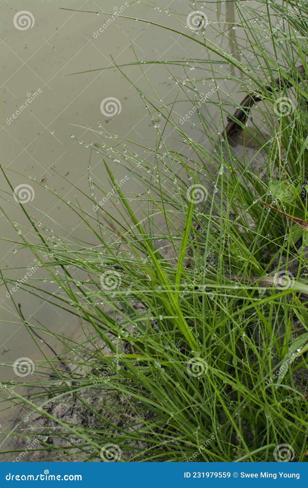 Wild Water Manna Grass at the Muddy Ground Stock Image - Image of ...