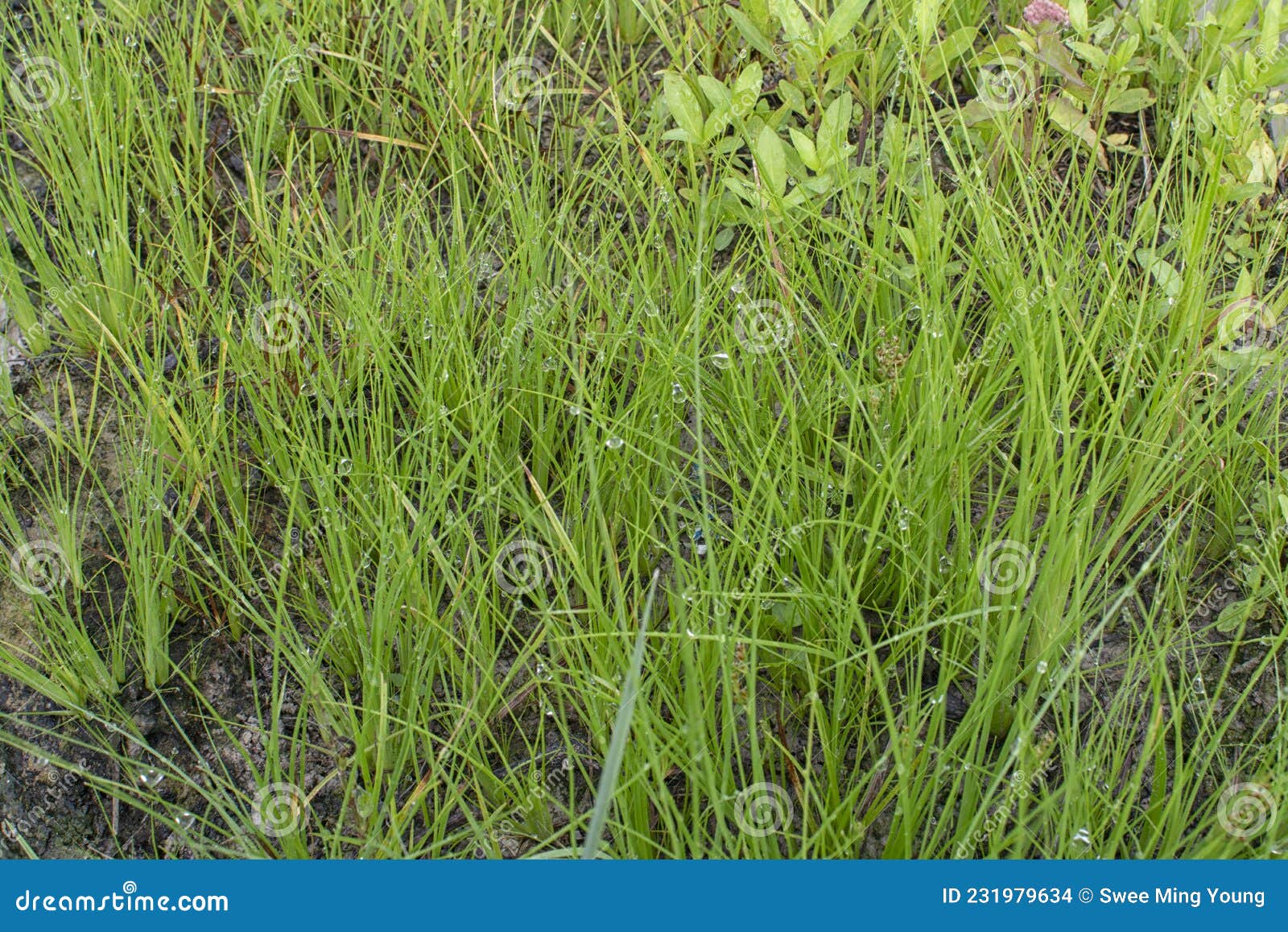 Wild Water Manna Grass at the Muddy Ground Stock Photo - Image of field ...