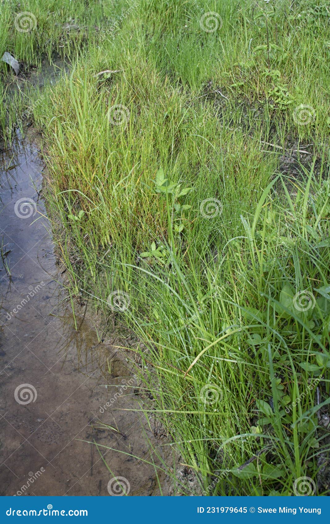 Wild Water Manna Grass at the Muddy Ground Stock Image - Image of grass ...