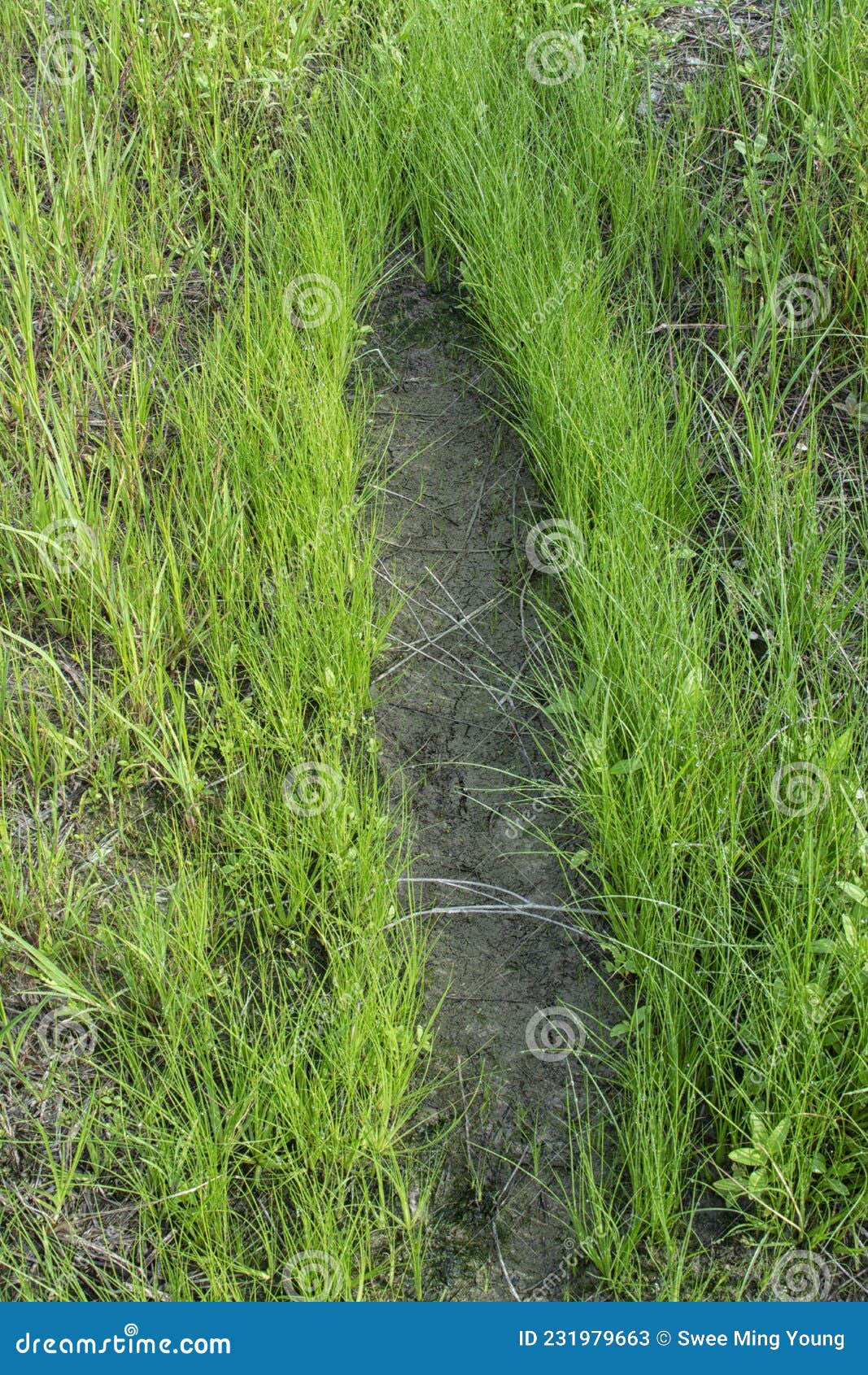 Wild Water Manna Grass at the Muddy Ground Stock Image - Image of dirt ...